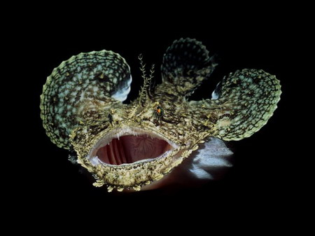 Fish, Fish, Weird Fish - Design Swan